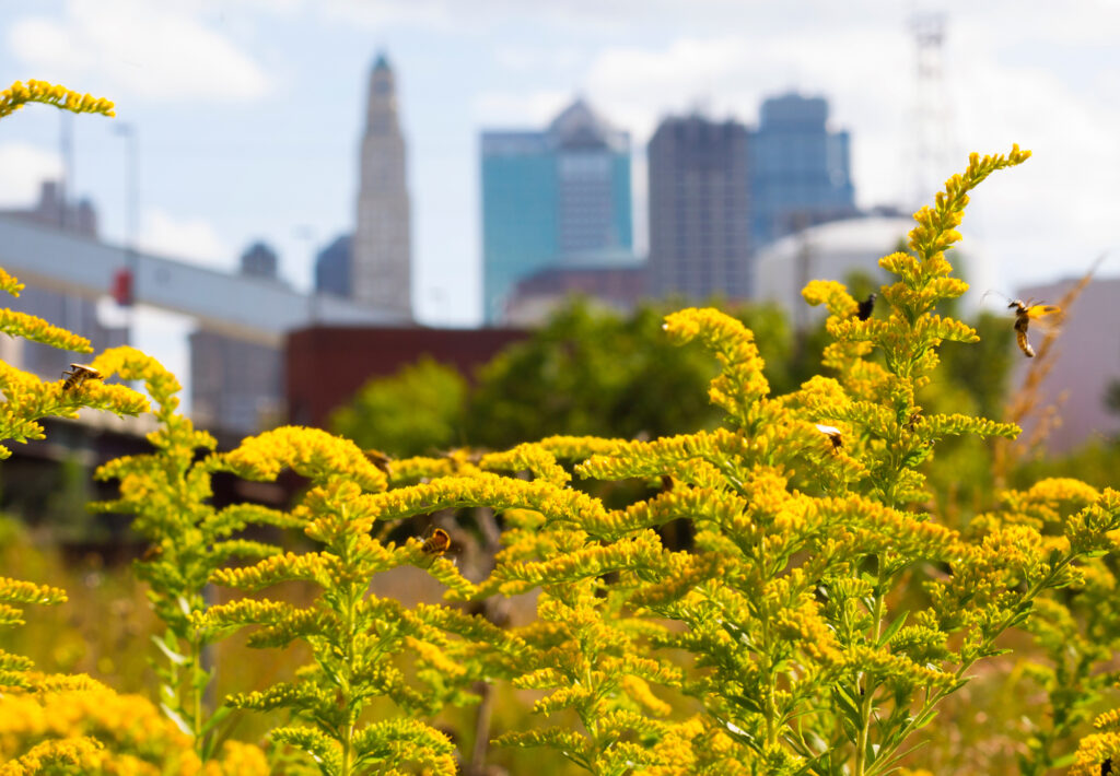 EFRAG and GRI to co-construct biodiversity standard – Sustainability ...